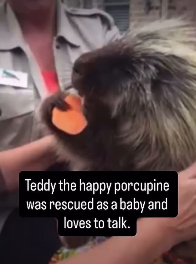 Teddy the happy porcupine was rescued as a baby and loves to talk. - iFunny