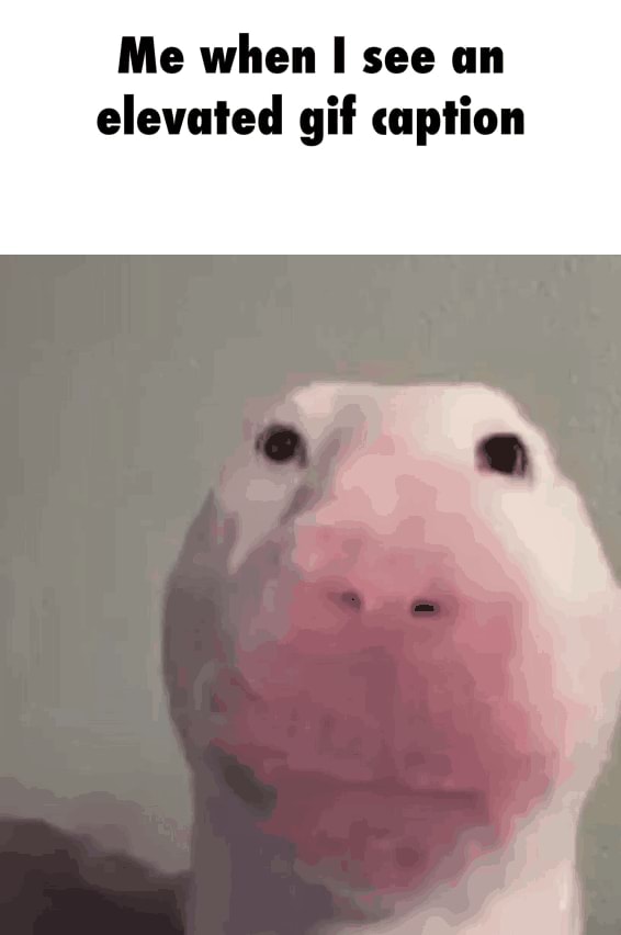 Me when I see an elevated gif caption - iFunny