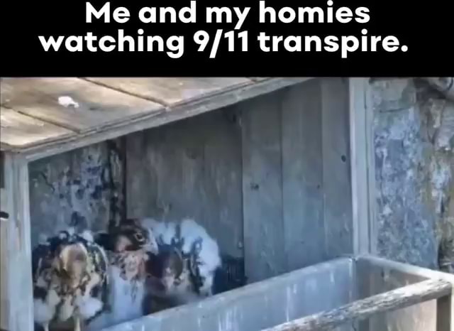 Me and my homies watching transpire. - iFunny