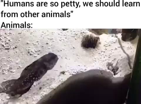 "Humans are so petty, we should learn from other animals" Animals: - iFunny