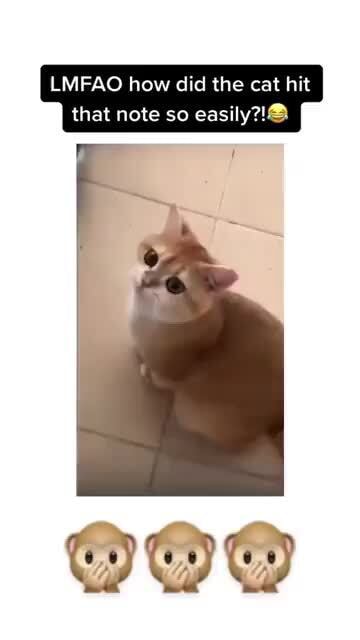 LMFAO how did the cat hit that note so easily - iFunny