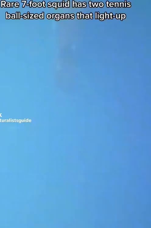 Rare 7-foot squid has two tennis ball-sized organs that light-up eras ...