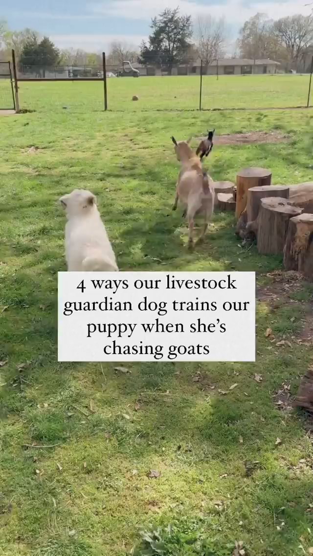 4 ways our livestock guardian dog trains our puppy when she's chasing ...