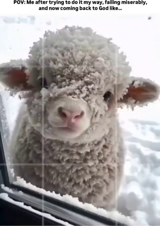 POV: Me after trying to do it my way, failing miserably, and now coming ...