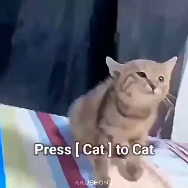 Press Cat] I to Cat - iFunny