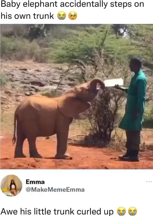 Baby elephant accidentally steps on his own trunk Awe his little trunk ...