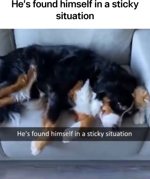 He's found himself in a sticky situation He's found himself in a sticky ...