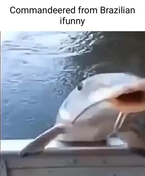 Commandeered from Brazilian ifunny - iFunny