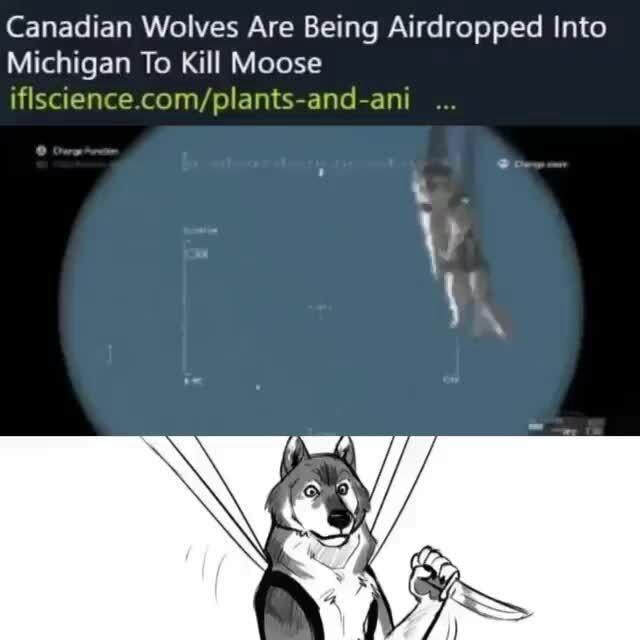 Canadian Wolves Are Being Airdropped Into Michigan To Kill Moose ...