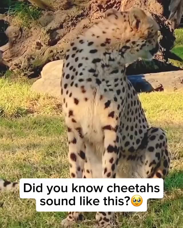 Did you know cheetahs sound like this? - iFunny
