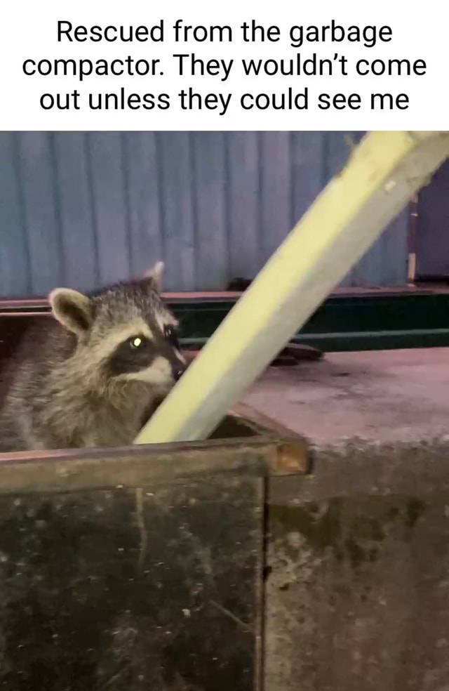 Rescued from the garbage compactor. They wouldn't come out unless they ...