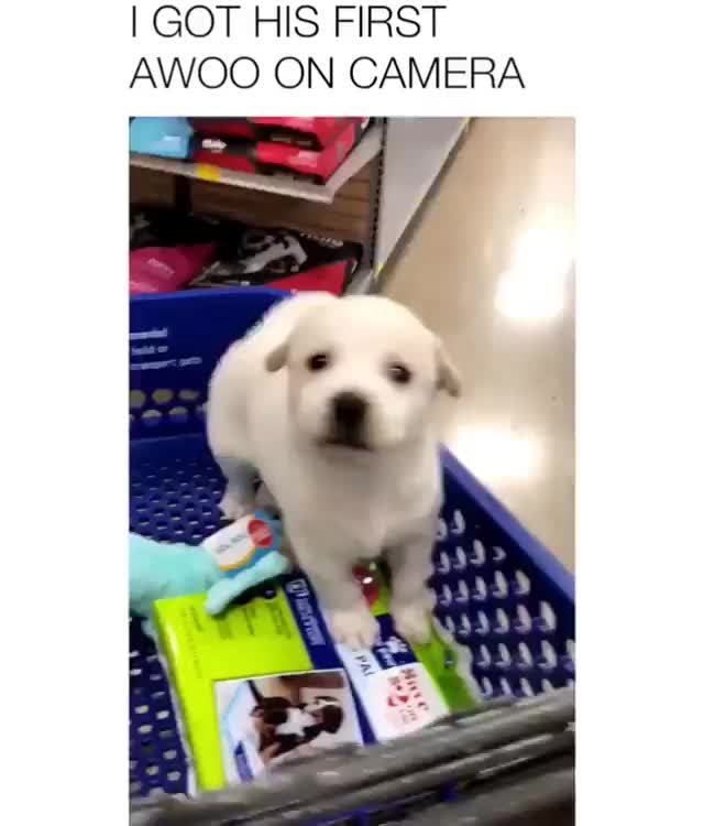 I GOT HIS FIRST AWOO ON CAMERA - iFunny