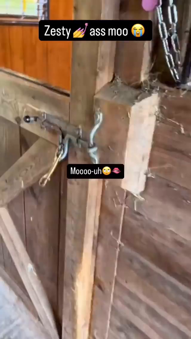 Zesty ass moo de - iFunny