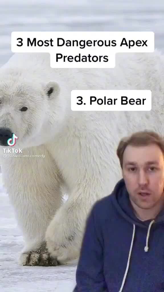 3 Most Dangerous Apex Predators 3. Polar Bear Vik Tow - iFunny