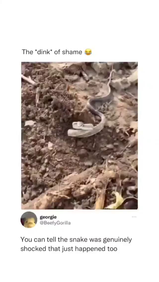 The "dink* of shame You can tell the snake was genuinely shocked that ...