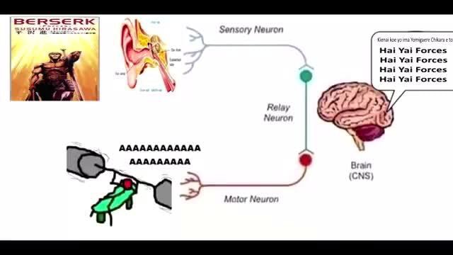 Sensory Neuron Rolay Neuron (CNS) AAAAAAAAA Motor Neuron Hai Yai Forces ...