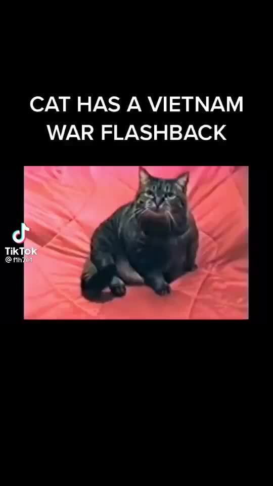 CAT HAS A VIETNAM WAR FLASHBACK - iFunny