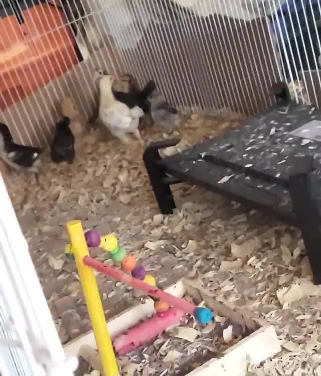 Matrix chicken - iFunny