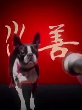 Avatar intro but with animals meme - iFunny