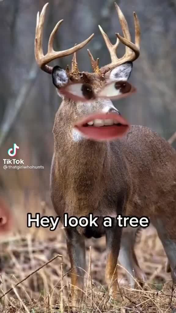 Tik Tok Hey look a tree - iFunny