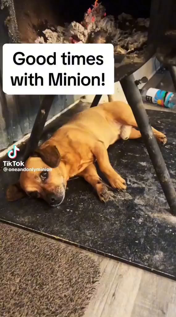 Good times with Minion! TikTok - iFunny