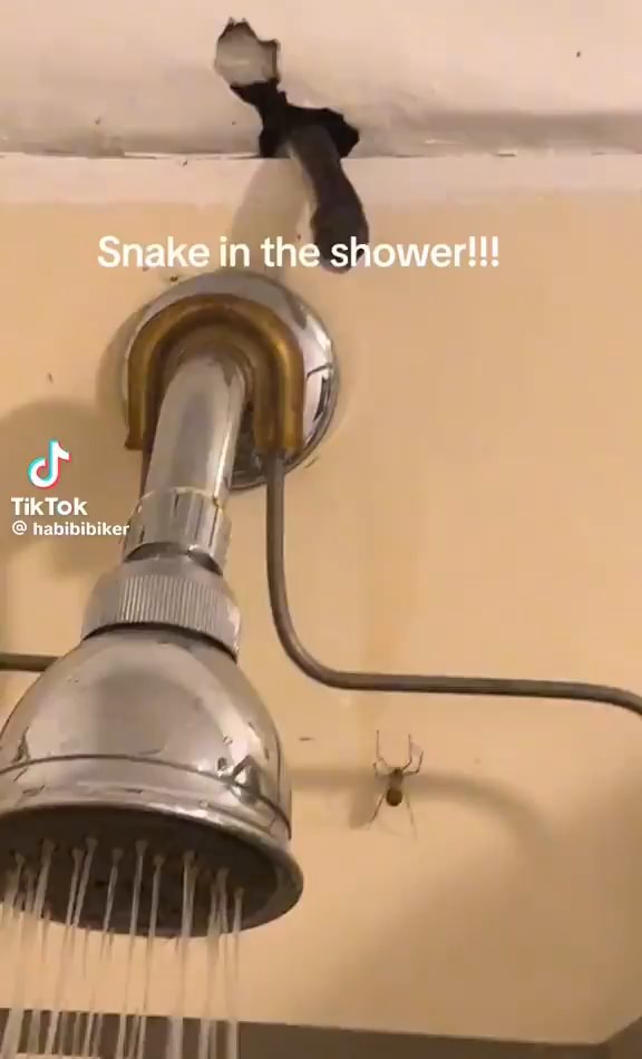 Snake in the shower!!! Tik Tok nabinipiker - iFunny