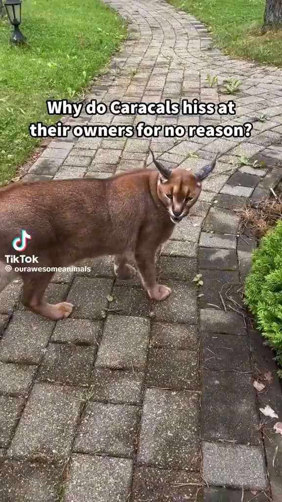 Why do Caracals hiss at their owners for no reason? cf TikTok oyiawesomeaninals - iFunny