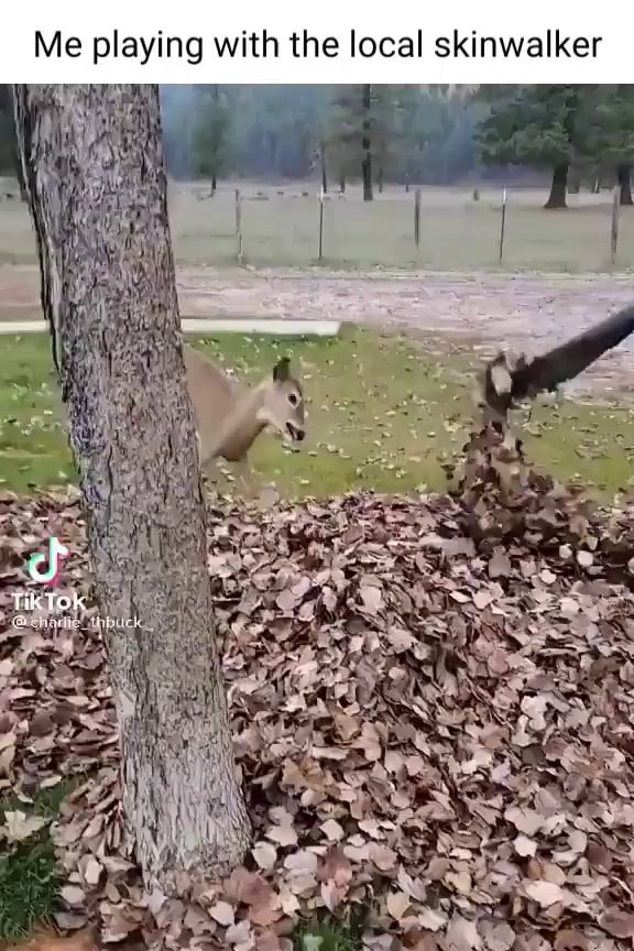 Me playing with the local skinwalker - iFunny