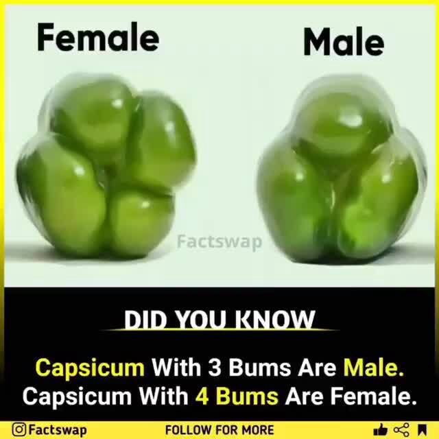 Female Male DID YOU KNOW Capsicum With 3 Bums Are Male. Capsicum With 4 ...