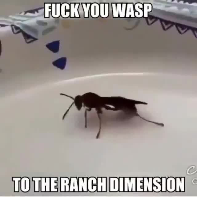 I hate weird lookin bugs - FUCK YOU WASP TO THE RANCH DIMENSION - iFunny