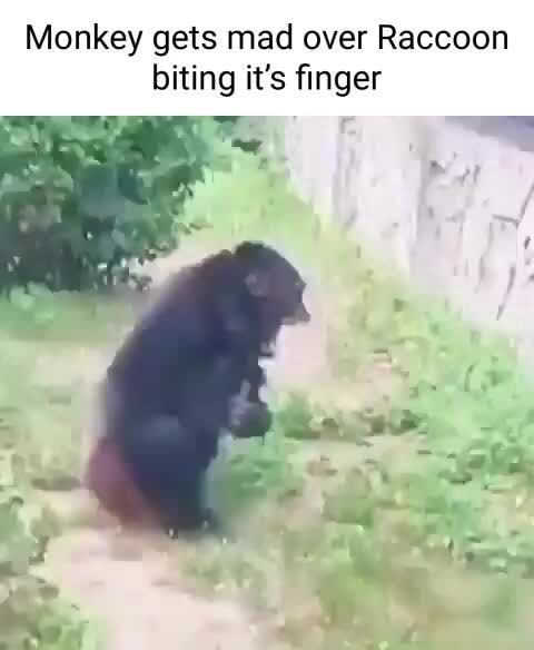Monkey gets mad over Raccoon biting it's finger - iFunny
