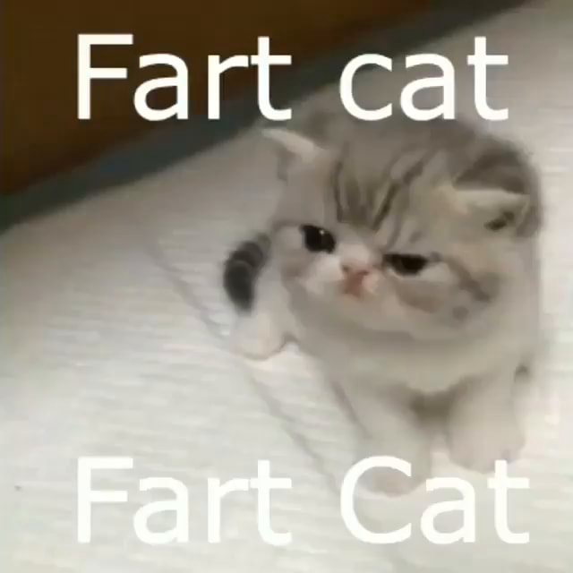 Fart cat Fart Cat - iFunny
