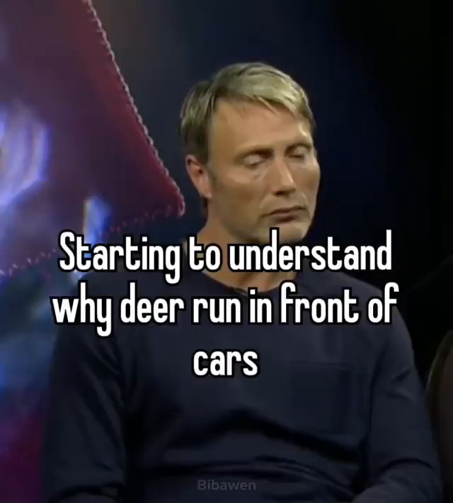 Starting to understand why deer run in Front of cars - iFunny