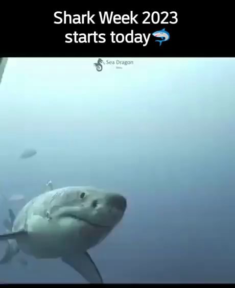 Shark Week 2023 starts today - iFunny