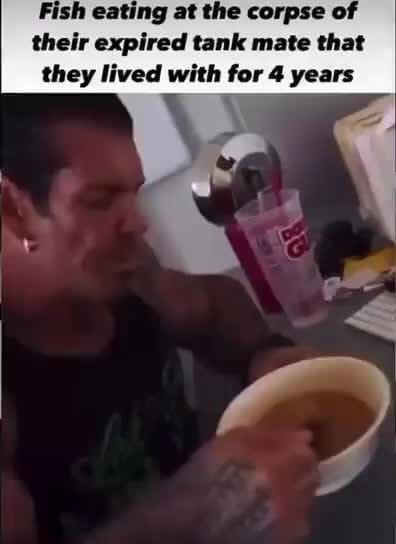 Fish eating at the corpse of their expired tank mate that they lived ...