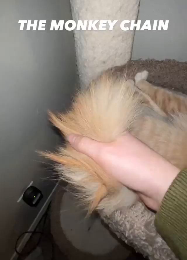 THE MONKEY CHAIN - iFunny