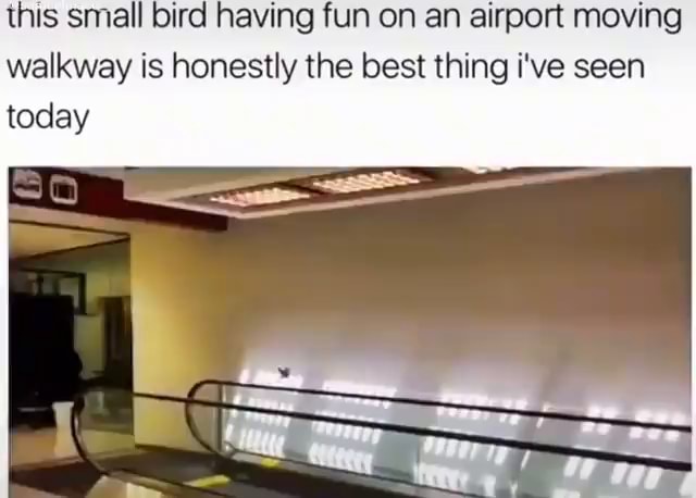 He’s keeping himself entertained - this small bird having fun on an ...