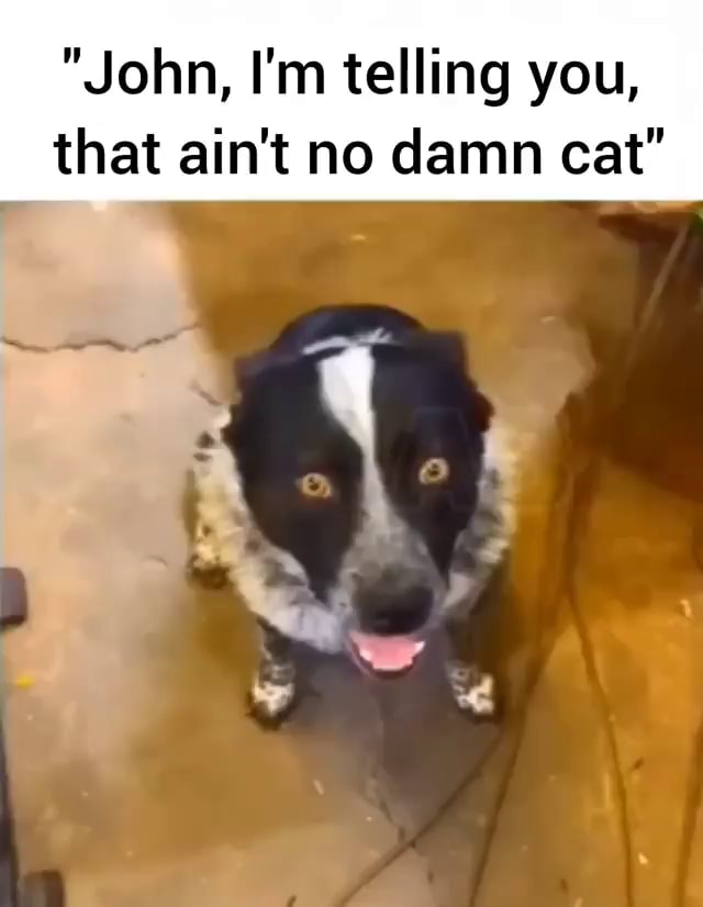 "John, I'm telling you, that ain't no damn cat" - iFunny