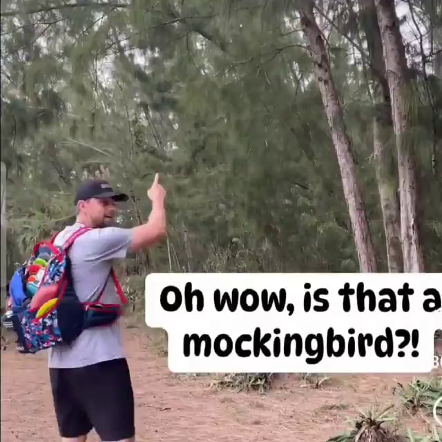 Oh wow, is that mockingbird?! - iFunny