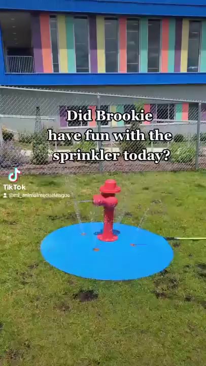 Did Brookic have fun with the sprinkler today? fiK Fok at - iFunny