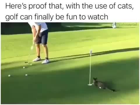 Here’s proof that, with the use of cats, golf can finally be fun to ...