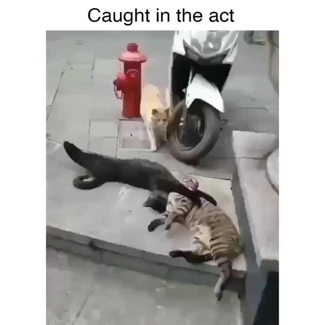 Caught Lacking - iFunny