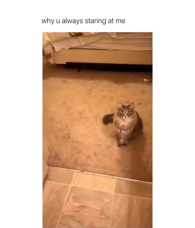 Why u always staring at me - iFunny