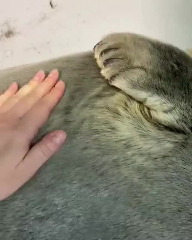 Video memes EHzAMInb8 by ManteaDumgongSeelArchive: 1 comment - iFunny Video memes EHzAMInb8 by ManteaDumgongSeelArchive: 1 comment - iFunny