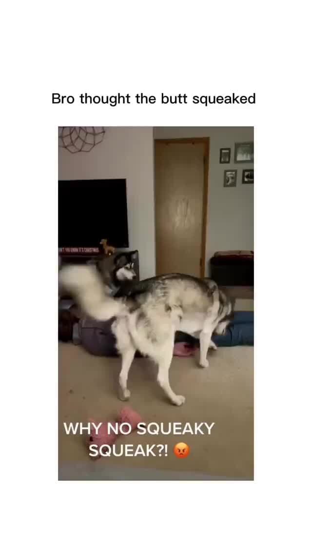 Bro thought the butt squeaked fe WHY NO SQUEAKY SQUEAK?! - iFunny
