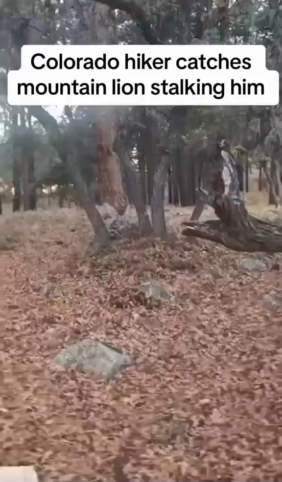 Coloracio hiker catches mountain lion stalking him to - iFunny